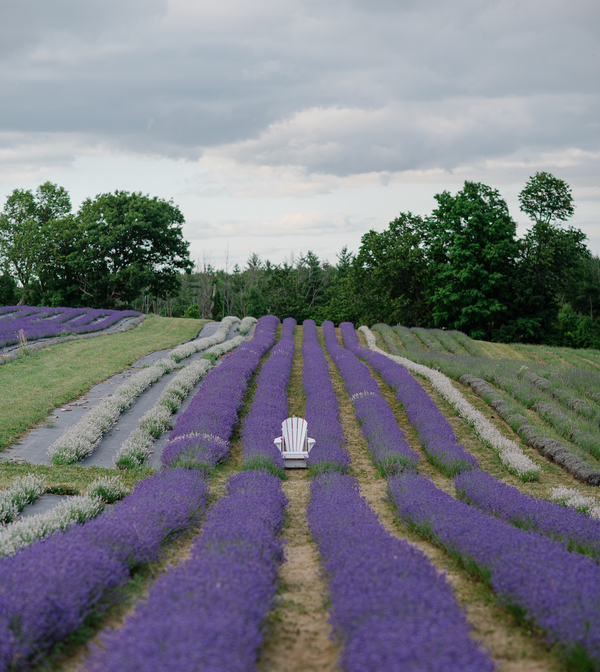 Our Story - Kelso Lavender